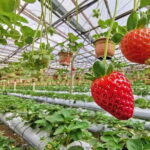 Cameron Highland Day-Trip from Kuala Lumpur - An In-Depth Look at the Cameron Highlands Day-Trip