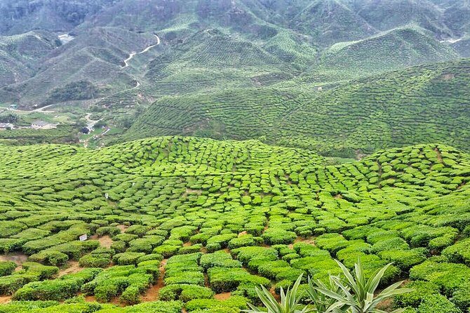 Cameron Highland Full Day Tour from KL City (Private) - The Value: What You Get for $112.50