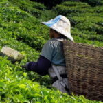 Cameron Highlands & Batu Cave Private Day Tour from Kuala Lumpur - Why This Tour Offers Great Value