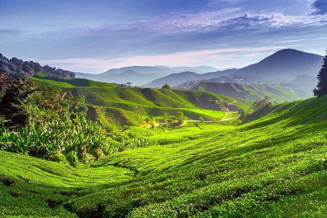 Cameron Highlands Day Trip - Who Should Consider This Tour?