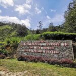 Cameron Highlands Fascinating Day Trip - Exploring Cameron Highlands: Tea Plantations