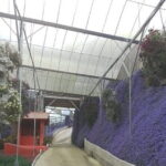 Cameron Highlands Multi Days Tour - The Itinerary: What Makes Cameron Highlands Special?