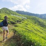 Cameron Highlands Nature Full Day Tour with Hobbitoon Village - A Deep Dive Into the Cameron Highlands Full Day Tour
