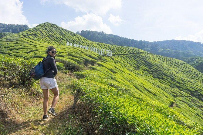 Cameron Highlands Nature Full Day Tour with Hobbitoon Village - A Deep Dive Into the Cameron Highlands Full Day Tour