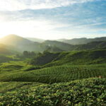 Cameron Highlands Private Day Tour from Kuala Lumpur - Deep Dive – Is It Worth the Price?