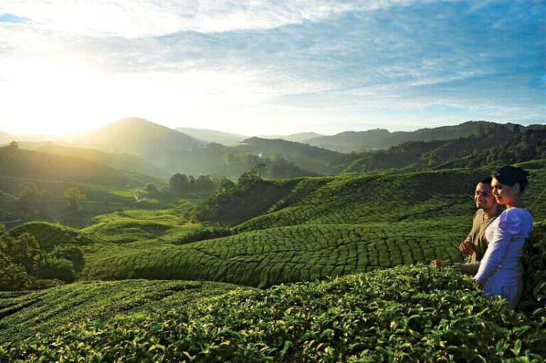 Cameron Highlands Private Day Tour from Kuala Lumpur - Deep Dive – Is It Worth the Price?