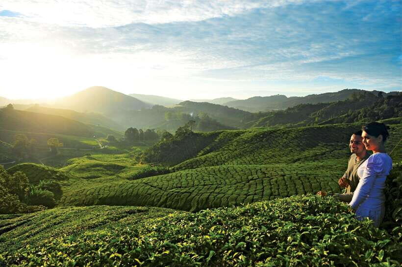 Cameron Highlands Private Day Tour from Kuala Lumpur - Deep Dive – Is It Worth the Price?