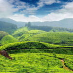 Cameron Highlands Private Day Trip - Frequently Asked Questions