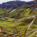 Cameroon Highland : Best nature in highland - A Deep Dive into the Itinerary