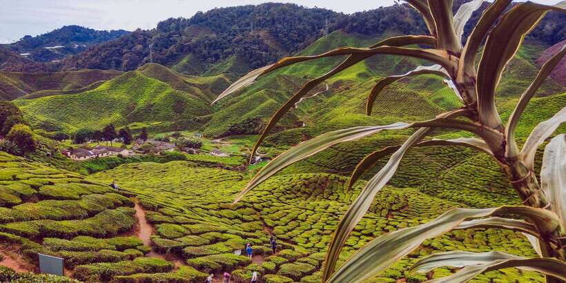 Cameroon Highland : Best nature in highland - A Deep Dive into the Itinerary