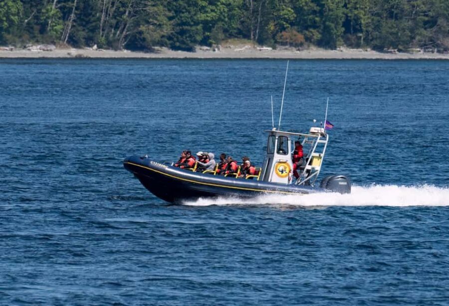 Campbell River: 4 Hour Whale & Wildlife Zodiac Boat Tour - Why This Tour Offers Great Value