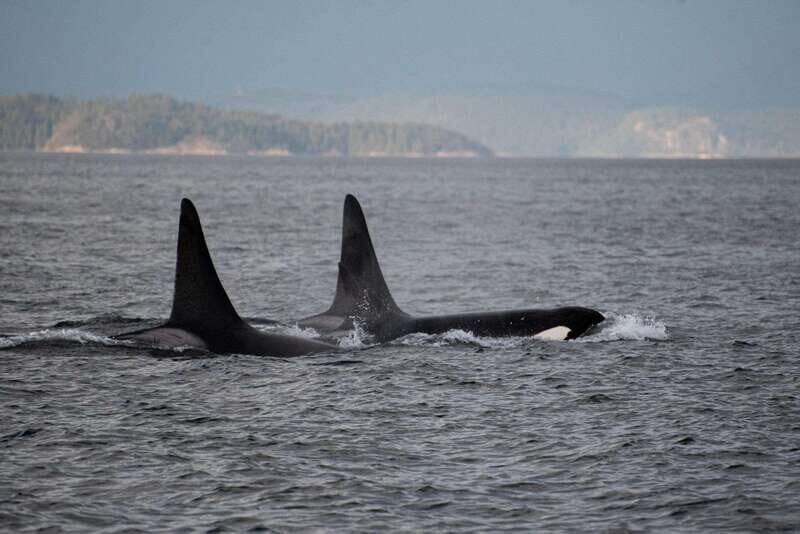Campbell River: 6-Hour Whale Watching Boat Tour - FAQ