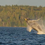 Campbell River: 6 Hour Zodiac Whale Watching Tour w/ Lunch - Is This Tour Worth It?