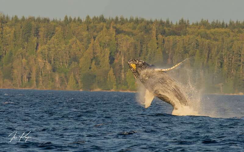 Campbell River: 6 Hour Zodiac Whale Watching Tour w/ Lunch - Is This Tour Worth It?