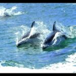 Campbell River: 7-Hour Big Animal Encounter Boat Tour - Pricing and Value