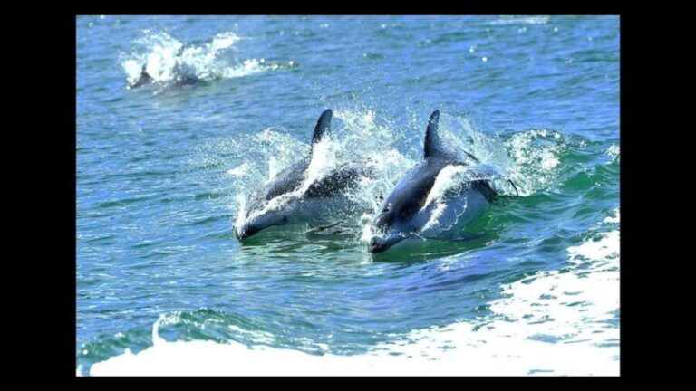 Campbell River: 7-Hour Big Animal Encounter Boat Tour - Pricing and Value