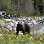 Campbell River: Deluxe Grizzlies & Indigenous Culture tour - What Travelers Say
