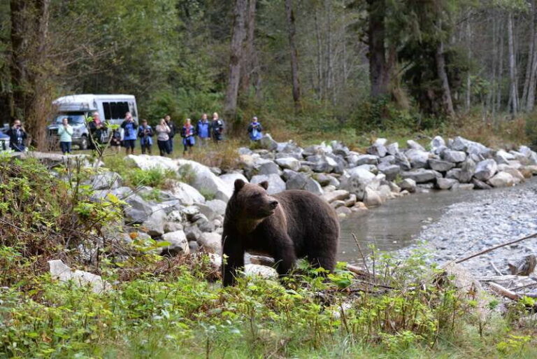 Campbell River: Deluxe Grizzlies & Indigenous Culture tour - What Travelers Say