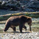 Campbell River: Full-Day Grizzly Bear Tour With Lunch - The Scenic Boat Ride to Toba Inlet
