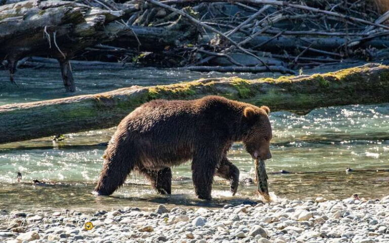 Campbell River: Full-Day Grizzly Bear Tour With Lunch - The Scenic Boat Ride to Toba Inlet