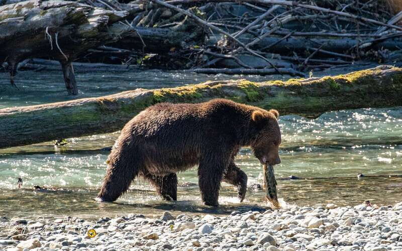 Campbell River: Full-Day Grizzly Bear Tour With Lunch - The Scenic Boat Ride to Toba Inlet