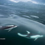 Campbell River: Salish Sea Whale Watching Adventure - What You Can Expect on the Water
