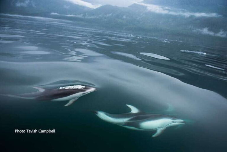 Campbell River: Salish Sea Whale Watching Adventure - What You Can Expect on the Water