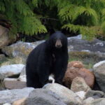 Campbell River: Spring Bear Watching & Waterfalls Boat Tour - The Itinerary: What’s on the Agenda?