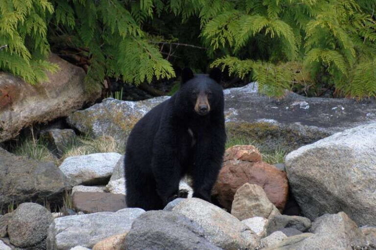 Campbell River: Spring Bear Watching & Waterfalls Boat Tour - The Itinerary: What’s on the Agenda?