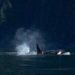 Campbell River: Whale Watching and Wildlife Viewing Day Tour - Who This Tour Is Perfect For