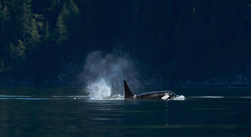 Campbell River: Whale Watching and Wildlife Viewing Day Tour - Who This Tour Is Perfect For