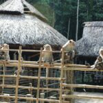 Can Gio - Vam Sat Mangrove Tour Forest - FAQs