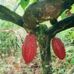 Can Tho: Countryside Cycling Tour with Cocoa Farm Visit - An In-Depth Look at the Can Tho Countryside Cycling Tour
