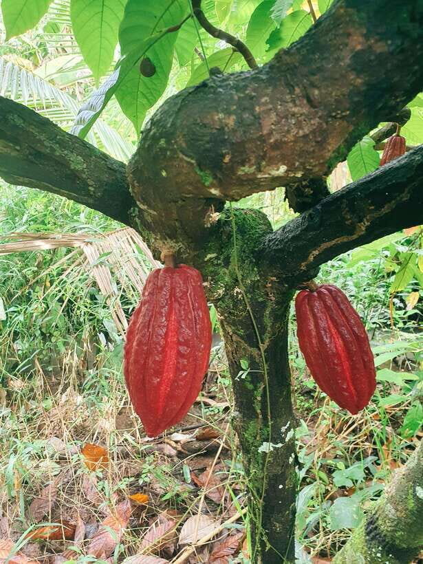 Can Tho: Countryside Cycling Tour with Cocoa Farm Visit - An In-Depth Look at the Can Tho Countryside Cycling Tour