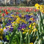 Canberra Floriade Tour - A Deep Dive into the Tour Experience