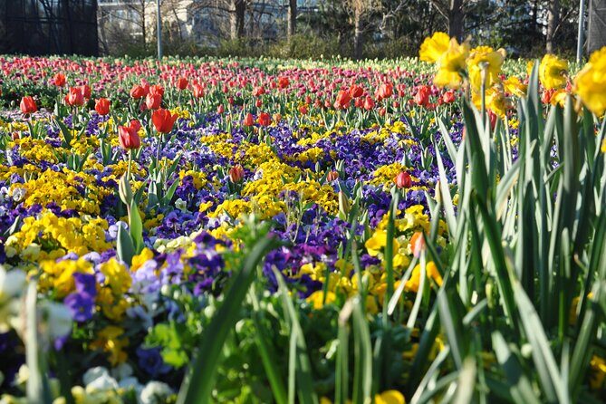 Canberra Floriade Tour - A Deep Dive into the Tour Experience