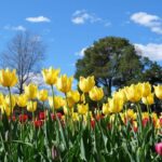 Canberra: Guided Tour of Floriade Festival with Transfers - Who Will Enjoy This Tour?