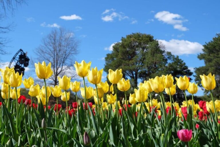 Canberra: Guided Tour of Floriade Festival with Transfers - Who Will Enjoy This Tour?