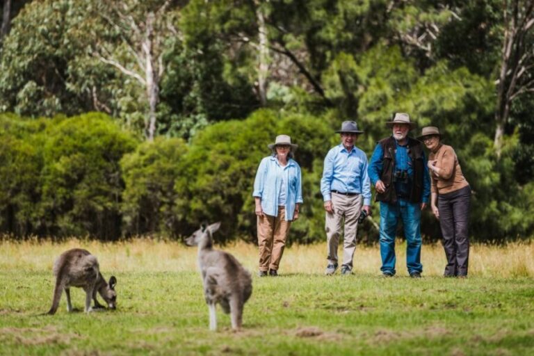 Canberra: Kangaroos and Koala Experience Tour