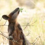 Canberra: Nature Tour with Lunch - A Deep Dive into the Itinerary
