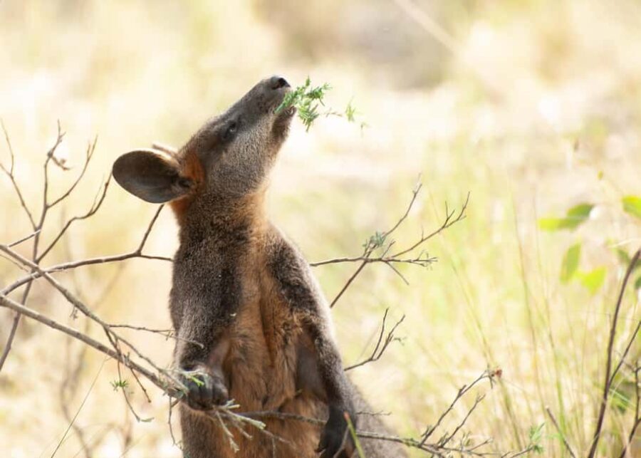 Canberra: Nature Tour with Lunch - A Deep Dive into the Itinerary