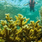 Cancun: Cancun Cenote Tour & Snorkeling - An In-Depth Look at the Cancun Cenote Tour & Snorkeling Experience