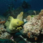 Cancun: Goliat Grouper Dive Adventure - Who Should Consider This Tour?