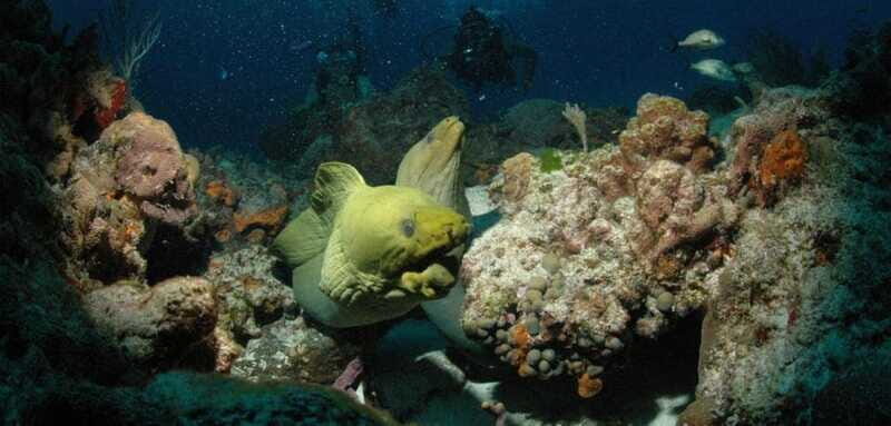 Cancun: Goliat Grouper Dive Adventure - Who Should Consider This Tour?