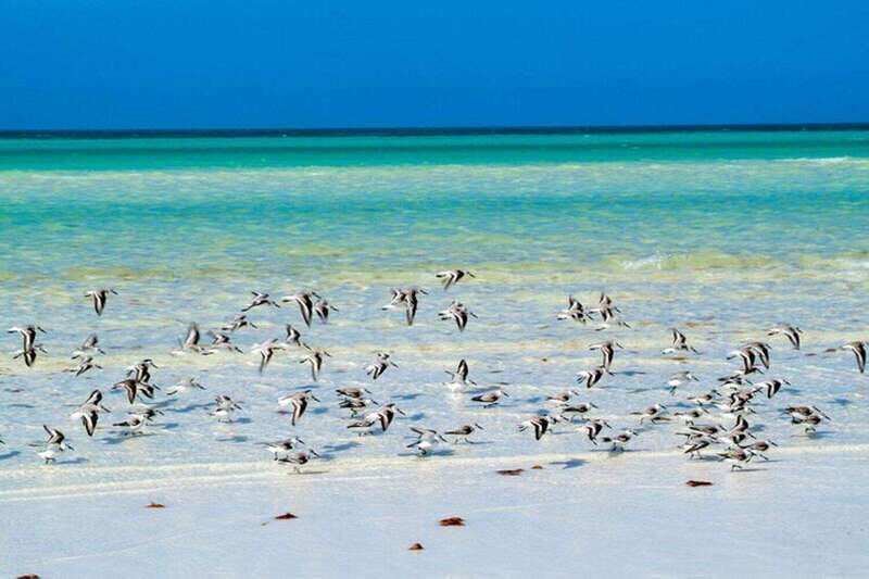 Cancun: Holbox plus Island, Punta Mosquito Trip with Lunch - The Transport Experience: Practical but Longer