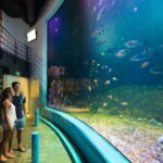 Cancún Interactive Aquarium Admission + Dolphin Presentation - An In-Depth Look at What to Expect