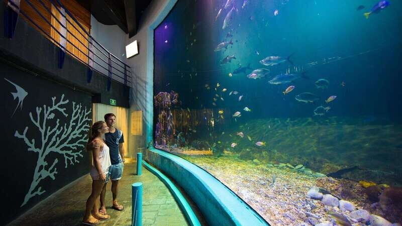 Cancún Interactive Aquarium Admission + Dolphin Presentation - An In-Depth Look at What to Expect
