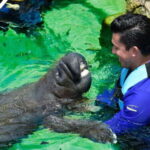 Cancún: Manatee Encounter on Isla Mujeres with Buffet Lunch - The Itinerary: A Detailed Breakdown