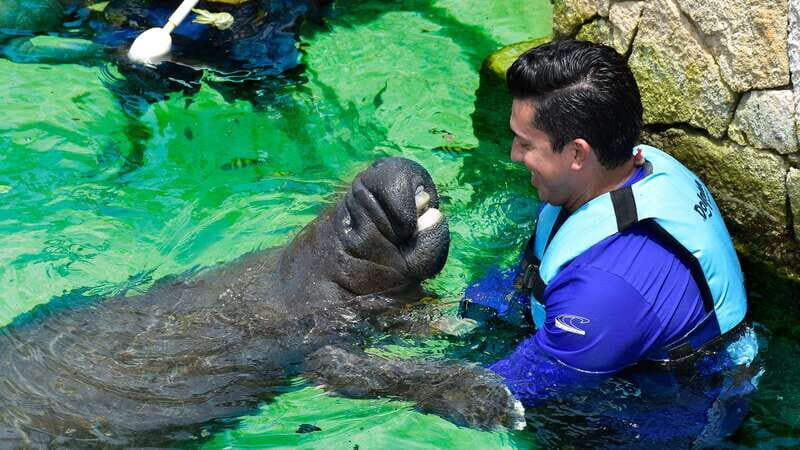 Cancún: Manatee Encounter on Isla Mujeres with Buffet Lunch - The Itinerary: A Detailed Breakdown