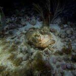 Cancun: Night Dive for Certified Divers - What to Expect During the Tour